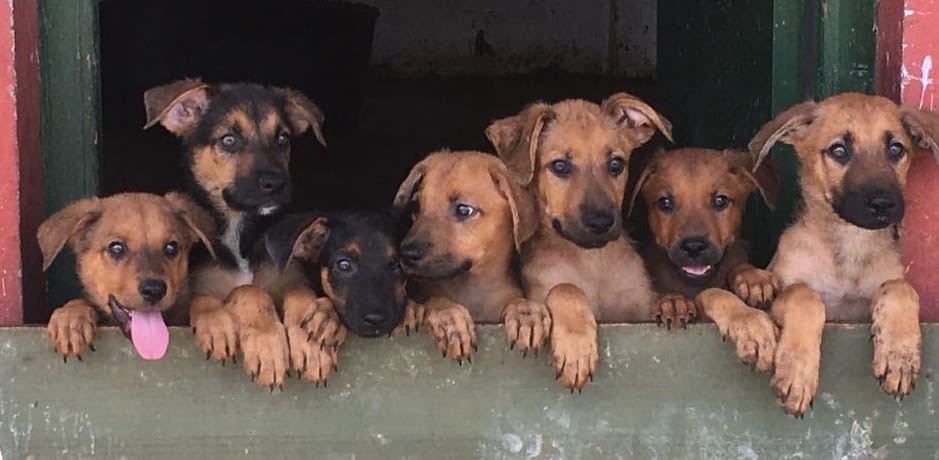 Baba Animal Seva : les adorables chiots Miri Silvana Greta Monik Sam ...