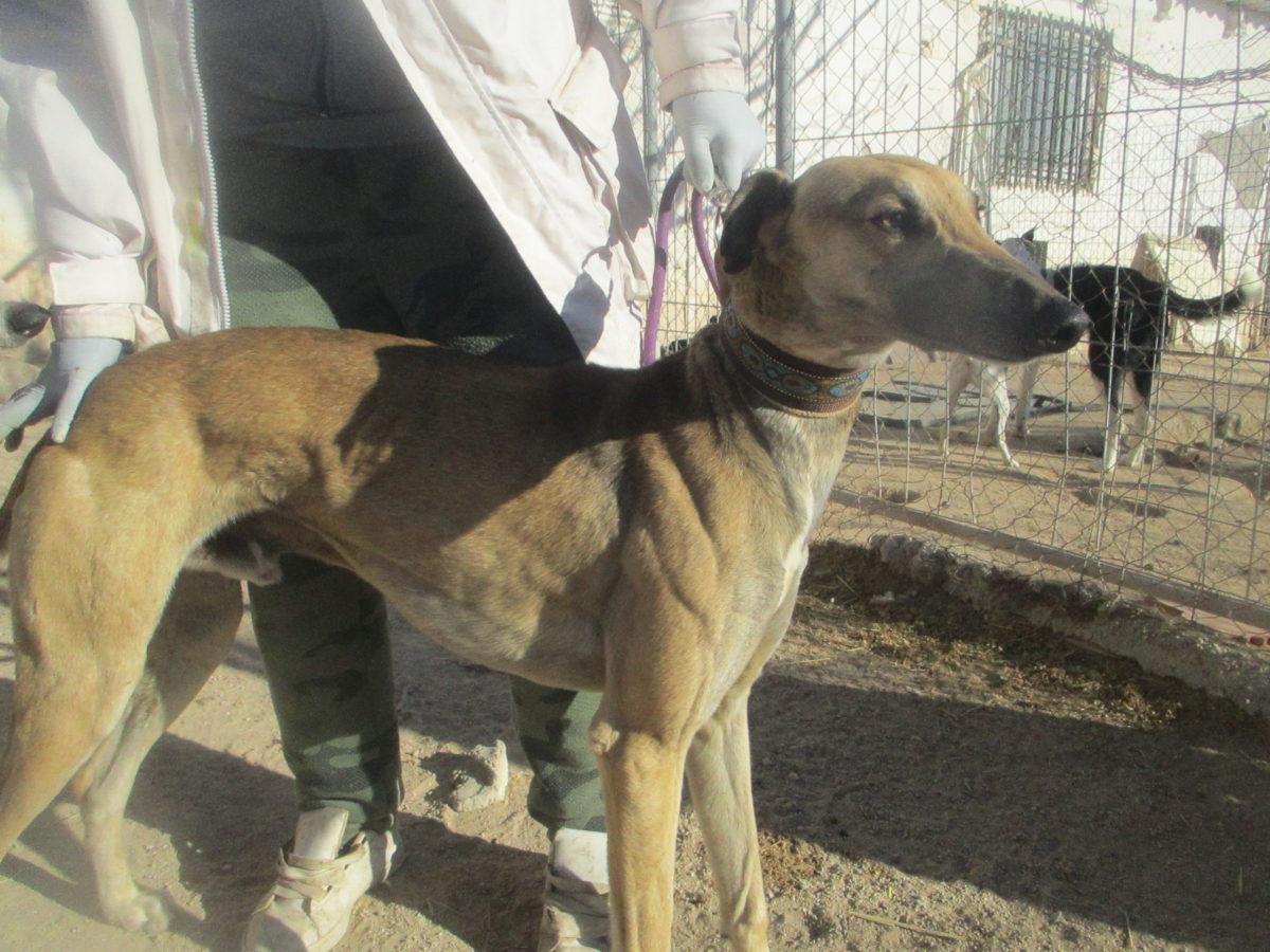 apolo 3 – Coeur de Galgo